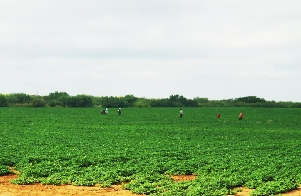Area Peanut Farm Keeps Manager and Members Busy - The Church of Jesus ...